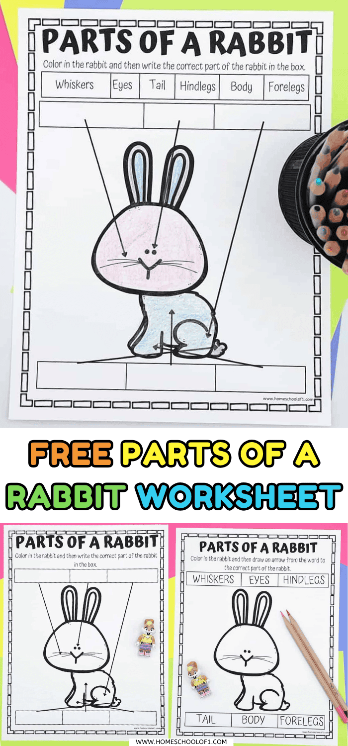 Free Parts of a Rabbit Worksheet