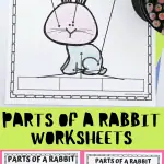 Free Parts of a Rabbit Worksheet