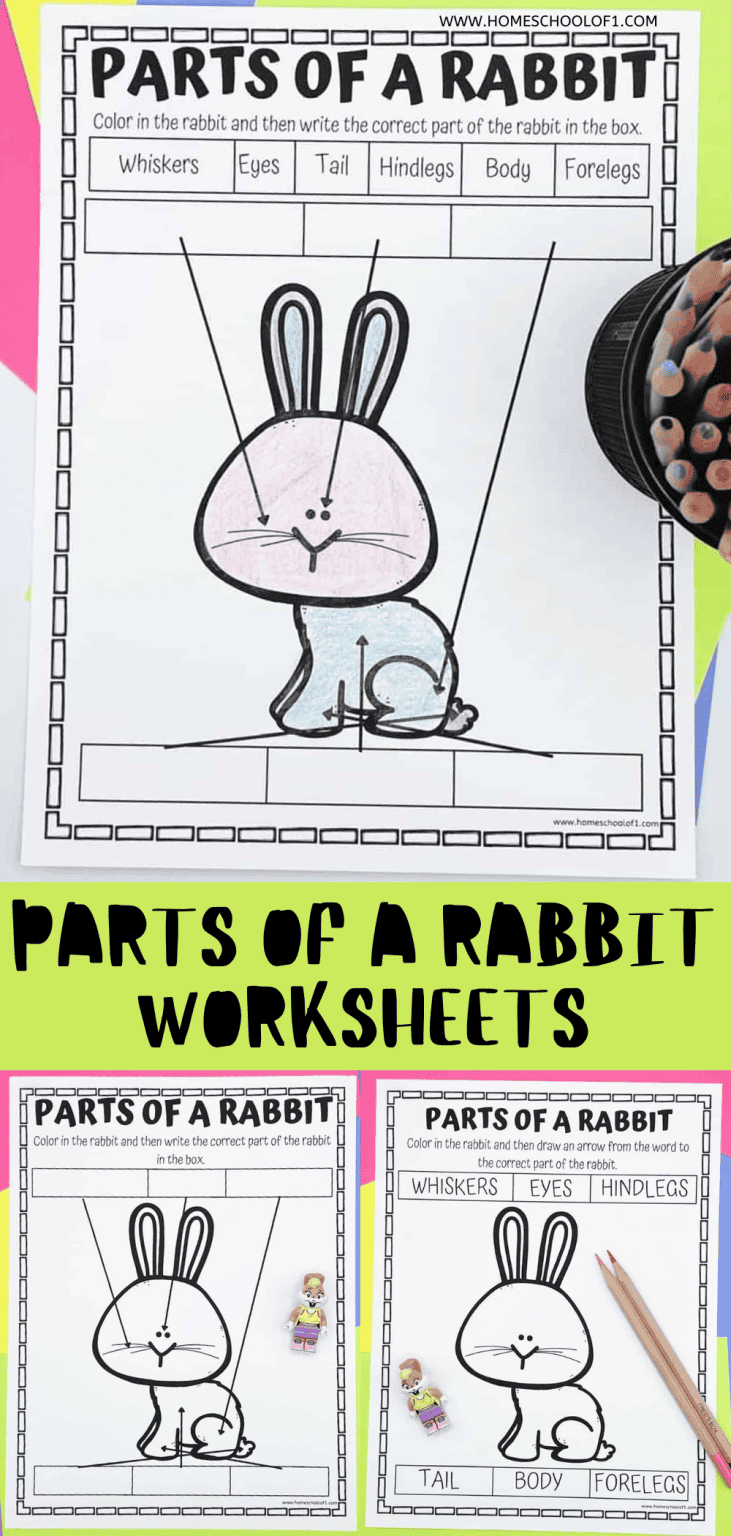 Free Parts of a Rabbit Worksheet