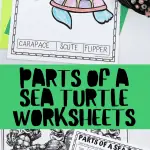 Free Parts of a Sea Turtle Worksheet