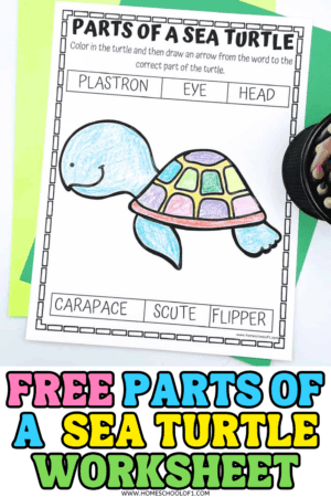 Free Parts of a Sea Turtle Worksheet (Labeling Activities for Kids)