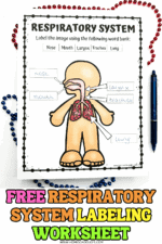 Free Respiratory System Labeling Worksheet