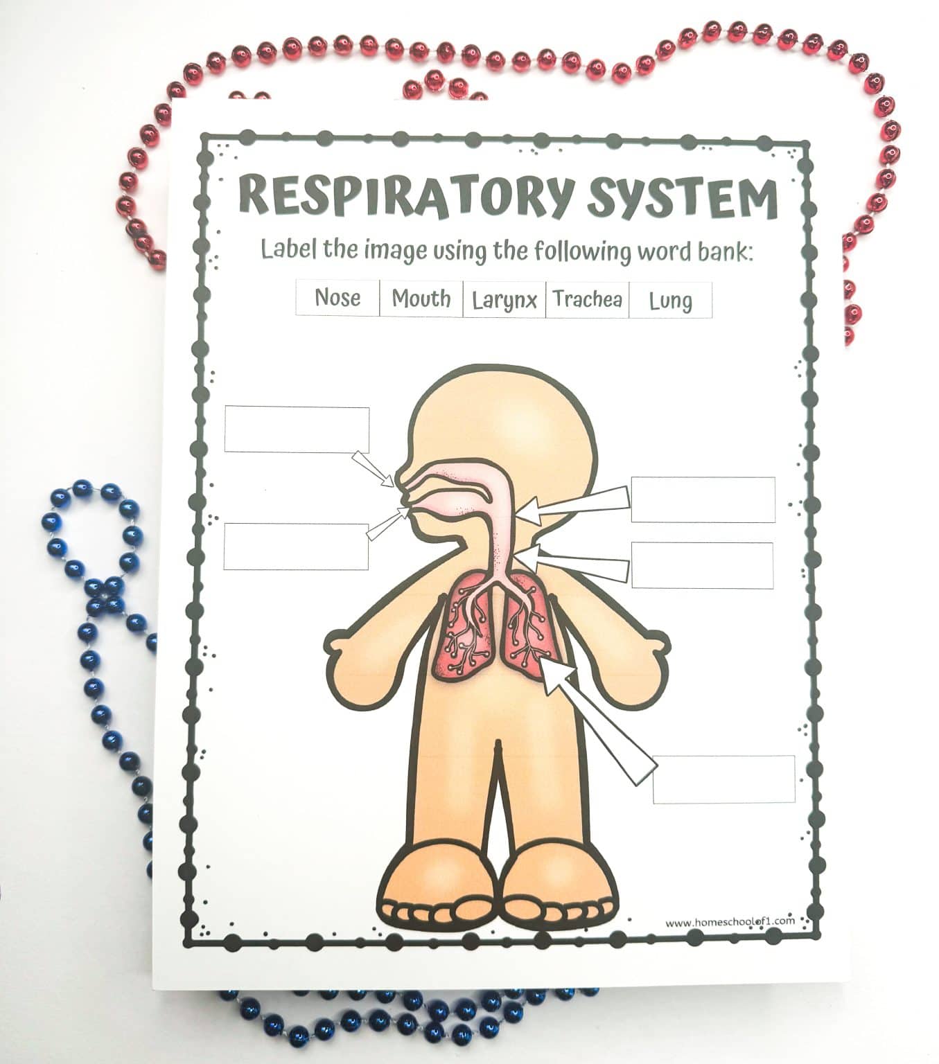Free Respiratory System Labeling Worksheet