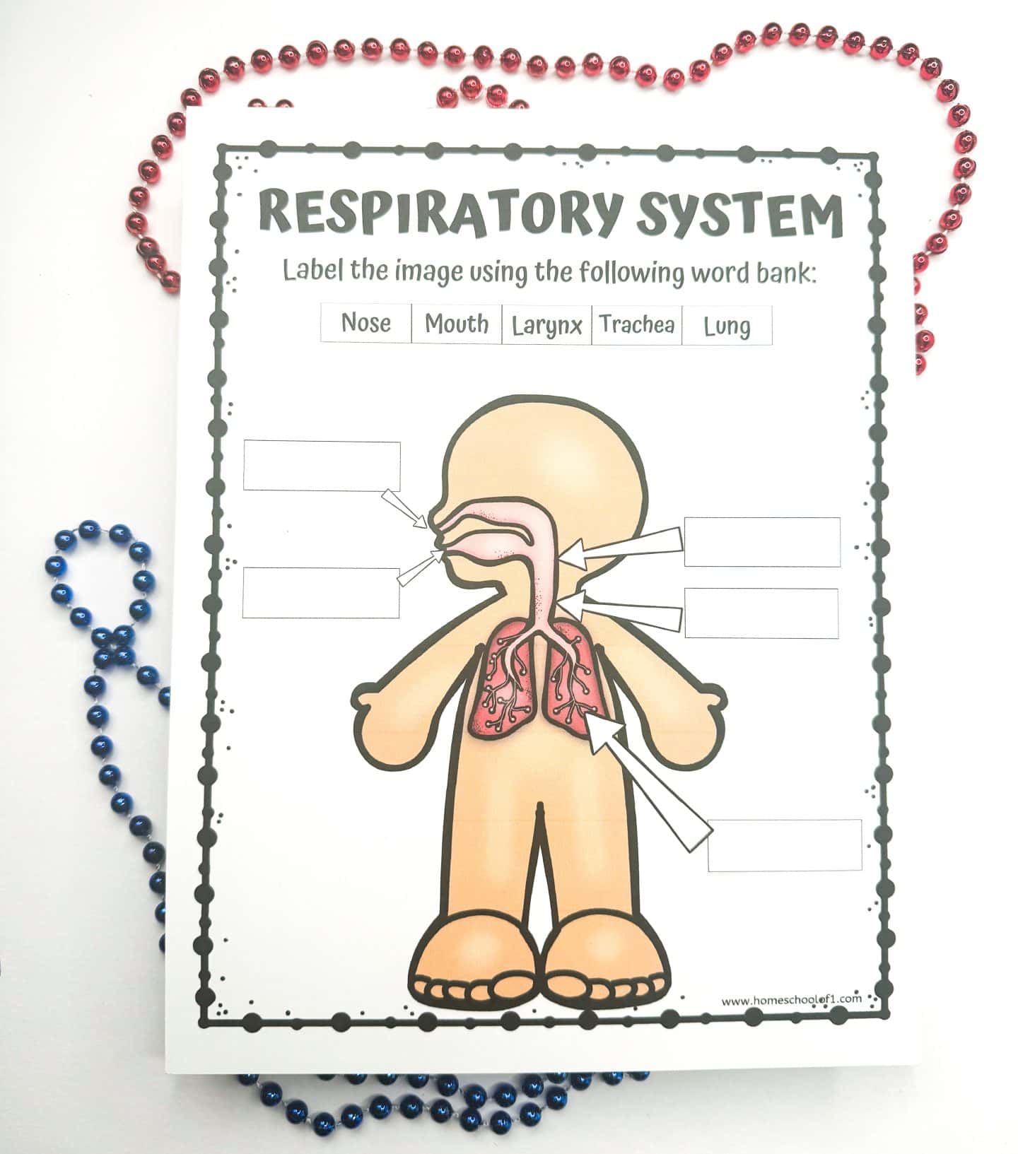 Free Respiratory System Labeling Worksheet