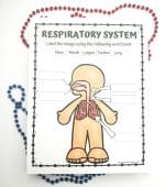 Free Respiratory System Labeling Worksheet