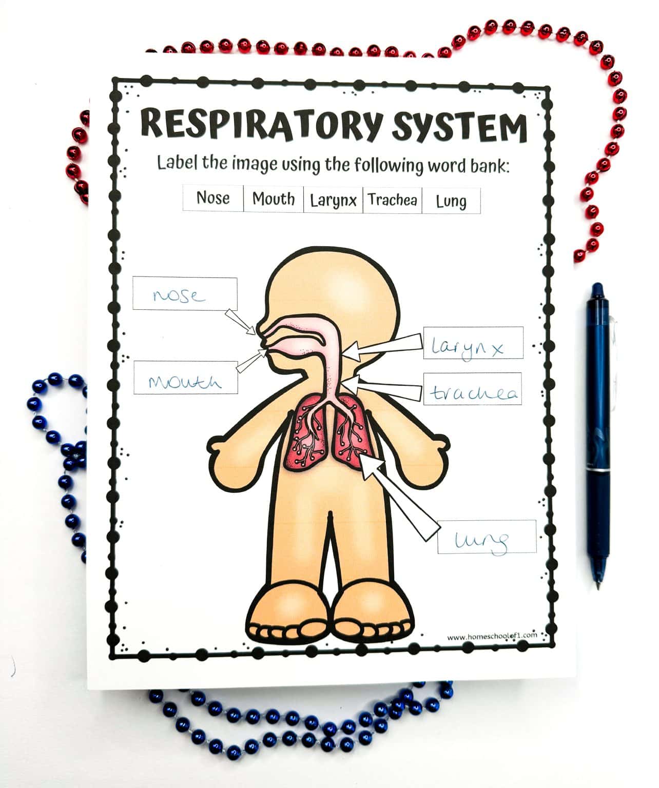 Free Respiratory System Labeling Worksheet
