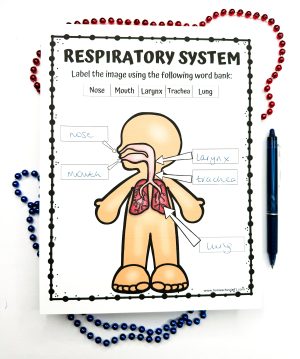 Free Respiratory System Labeling Worksheet