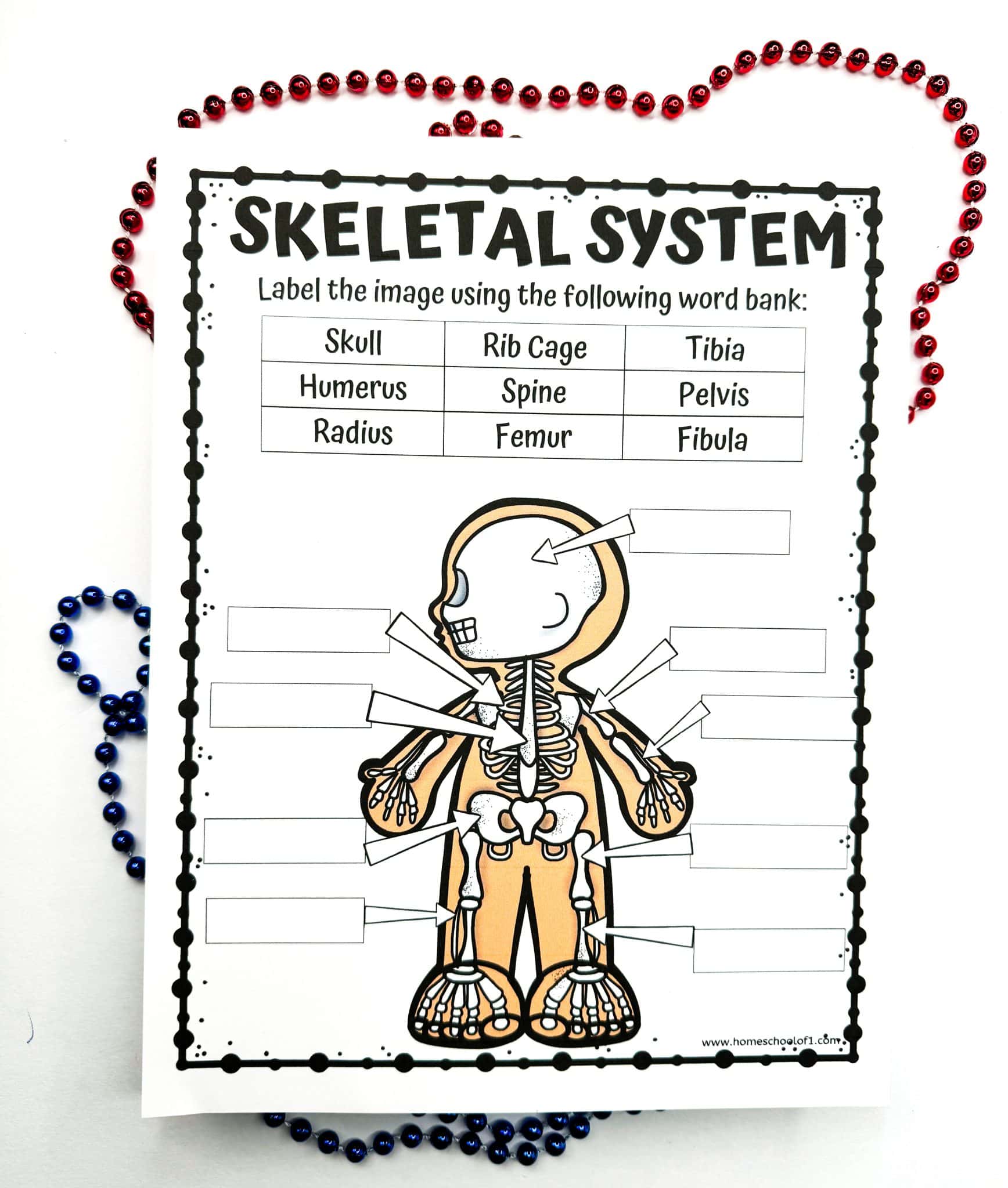 Free Skeletal System Labeling Worksheet