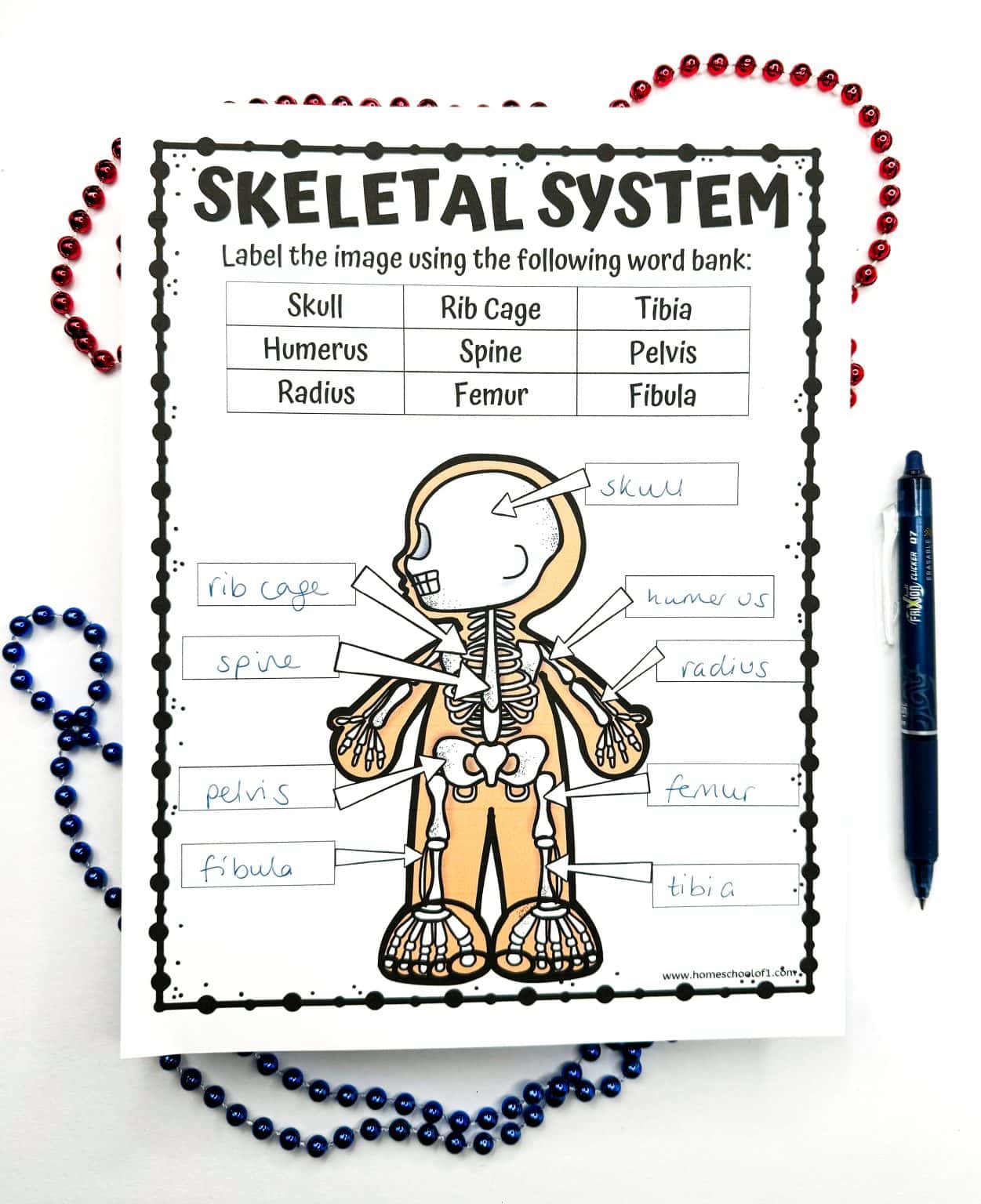 21 Human Anatomy Worksheets for Kids