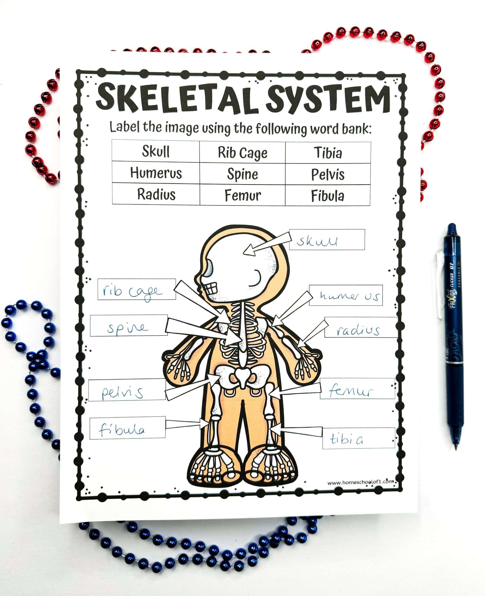 Free Skeletal System Labeling Worksheet