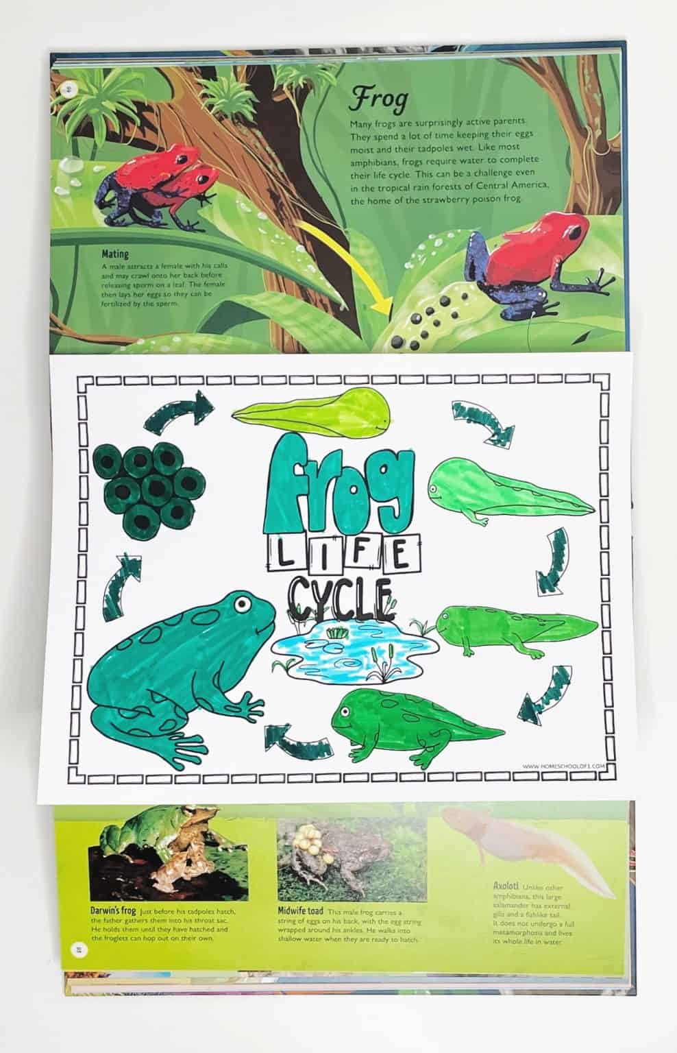 Free Frog Life Cycle Coloring Page for Kids