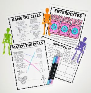 Human Cell Worksheet For Kids