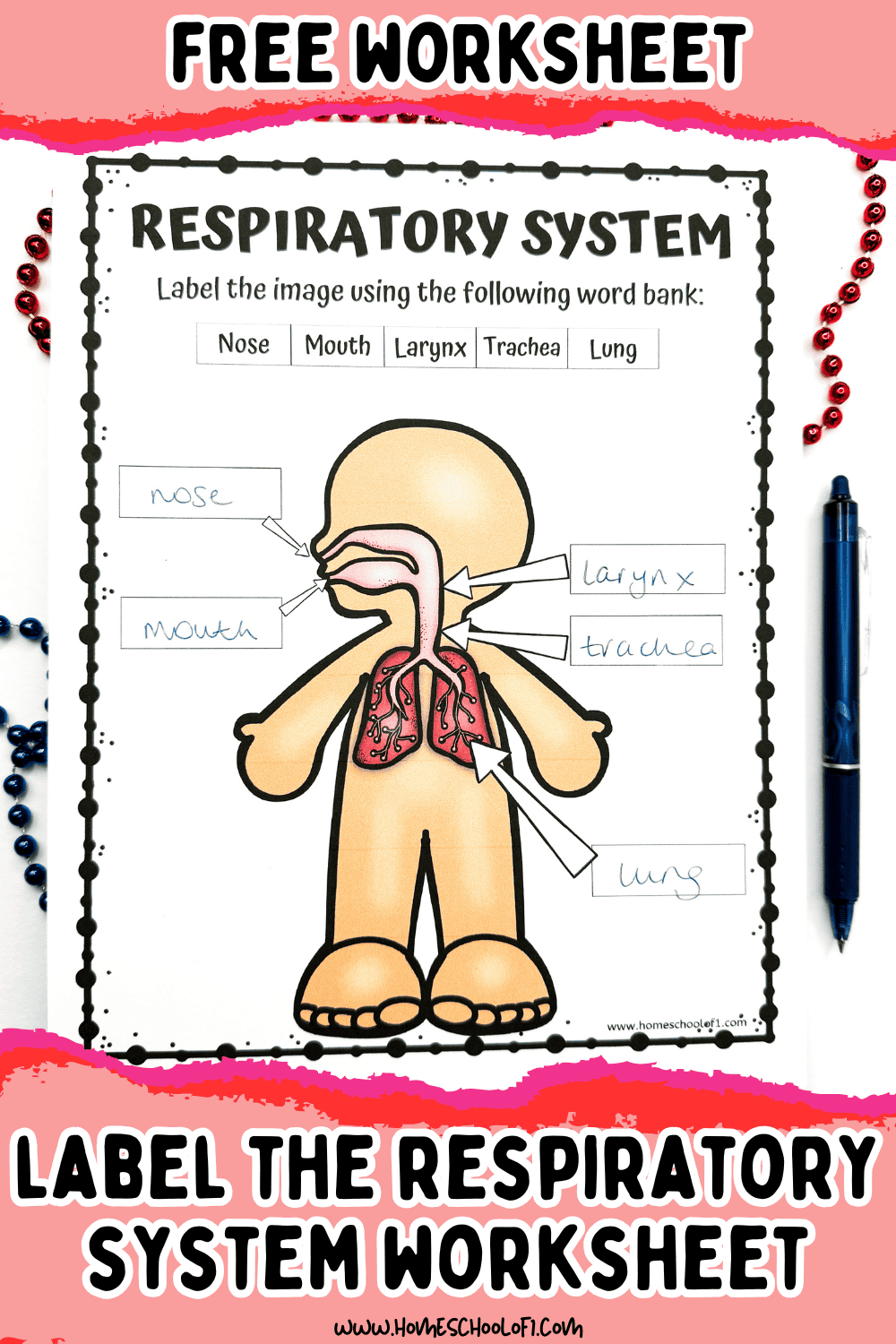 Free Respiratory System Labeling Worksheet