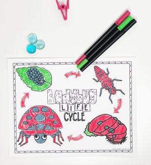Free Ladybug Life Cycle Coloring Page