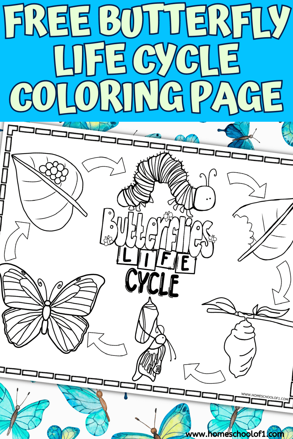 Free Butterfly Life Cycle Coloring Page
