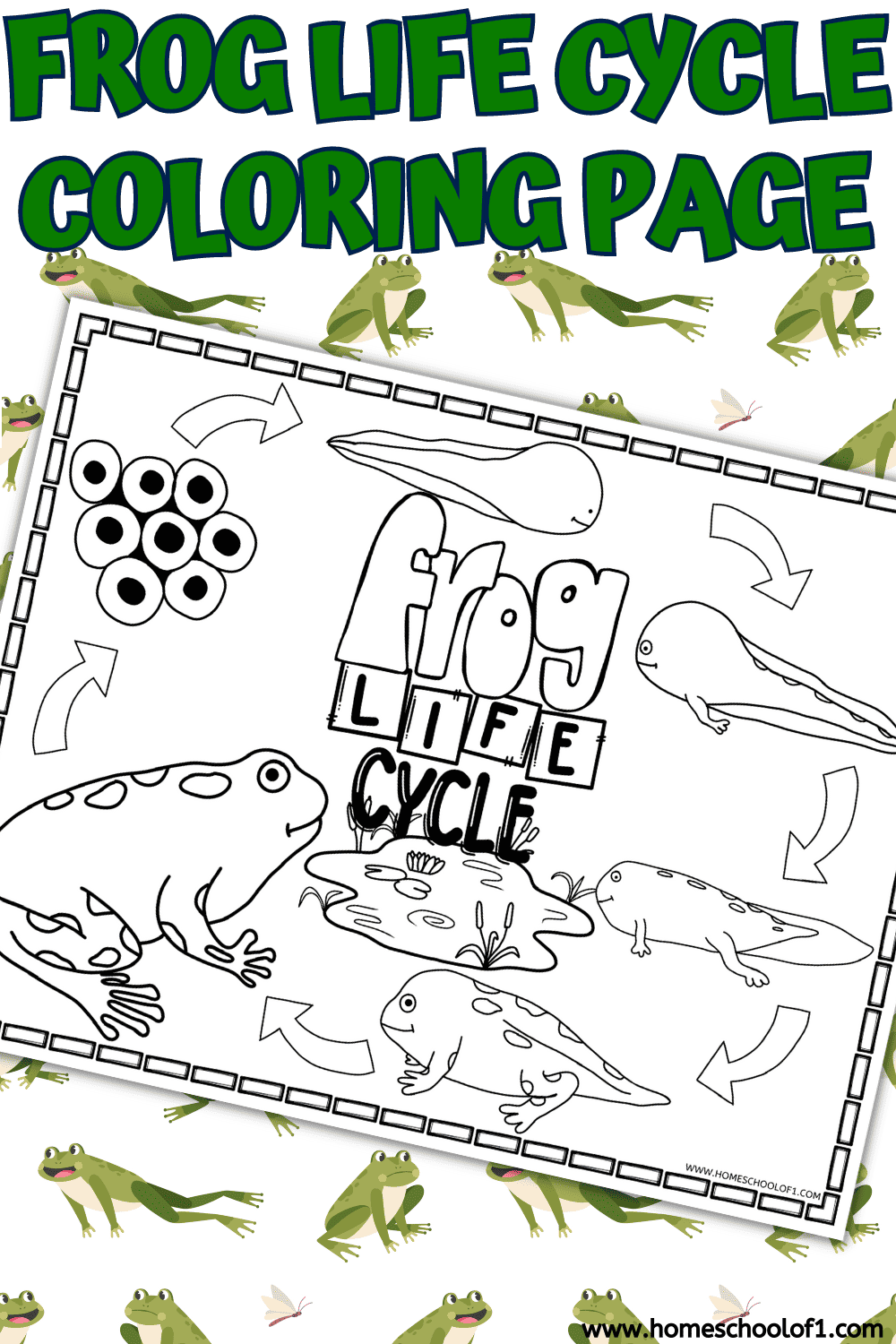 Free Frog Life Cycle Coloring Page for Kids