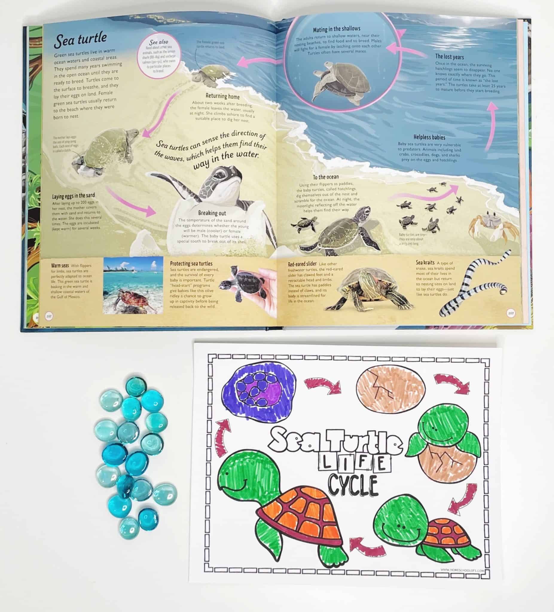 Free Sea Turtle Life Cycle Coloring Page