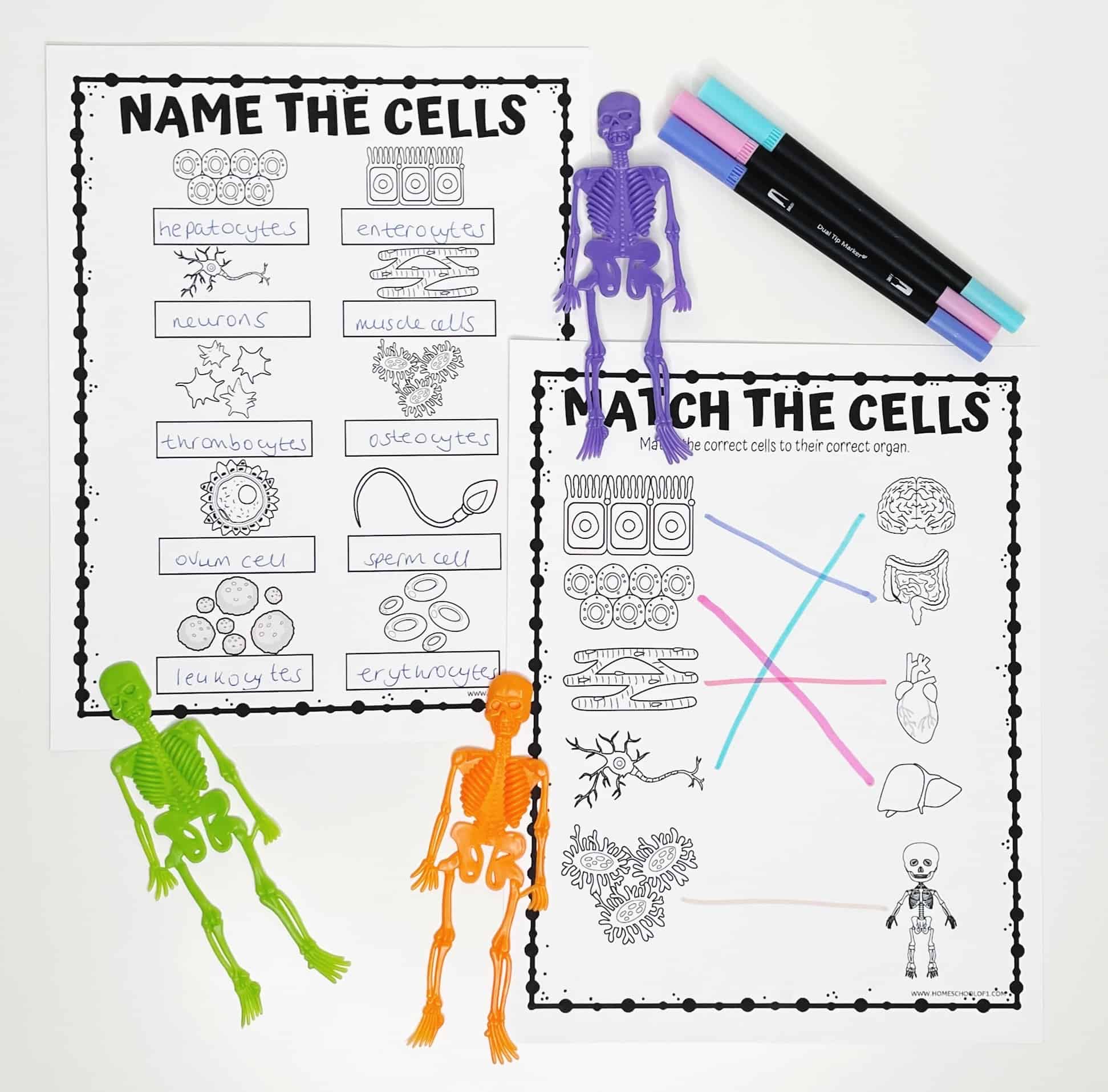 Human Cell Worksheet For Kids