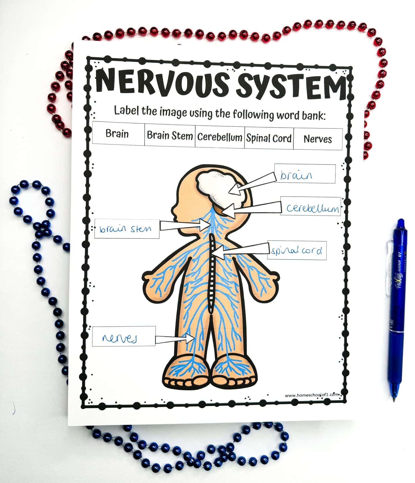 Free Nervous System Labeling Worksheet