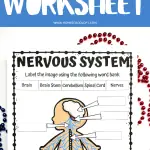 Free Nervous System Labeling Worksheet