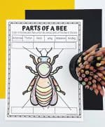 Free Parts of a Bee Worksheet