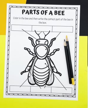 Free Parts of a Bee Worksheet