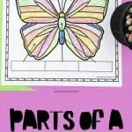 Free Parts of a Butterfly Worksheet