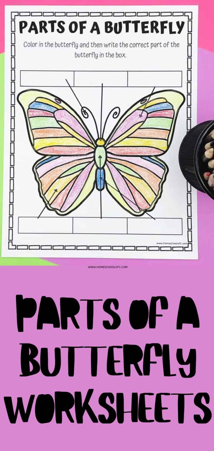 Free Parts of a Butterfly Worksheet