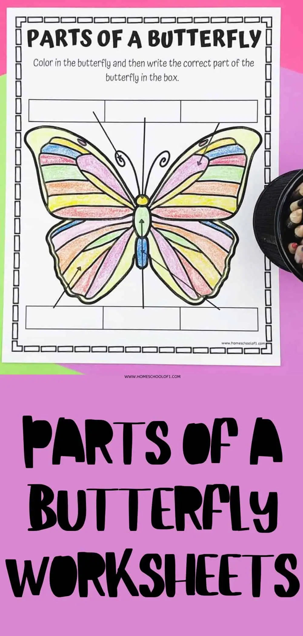 Free Parts of a Butterfly Worksheet