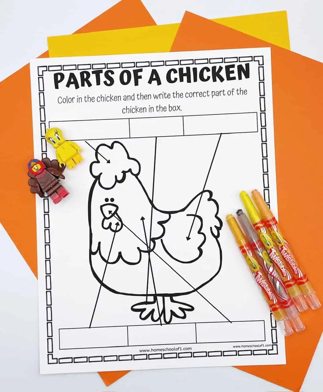 Free Parts of a Chicken Worksheet