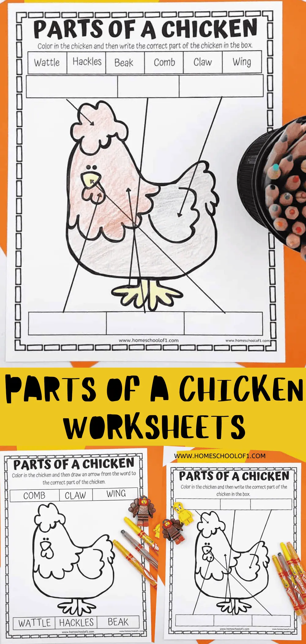 Free Parts of a Chicken Worksheet