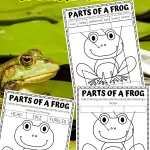 Free Parts of a Frog Worksheet