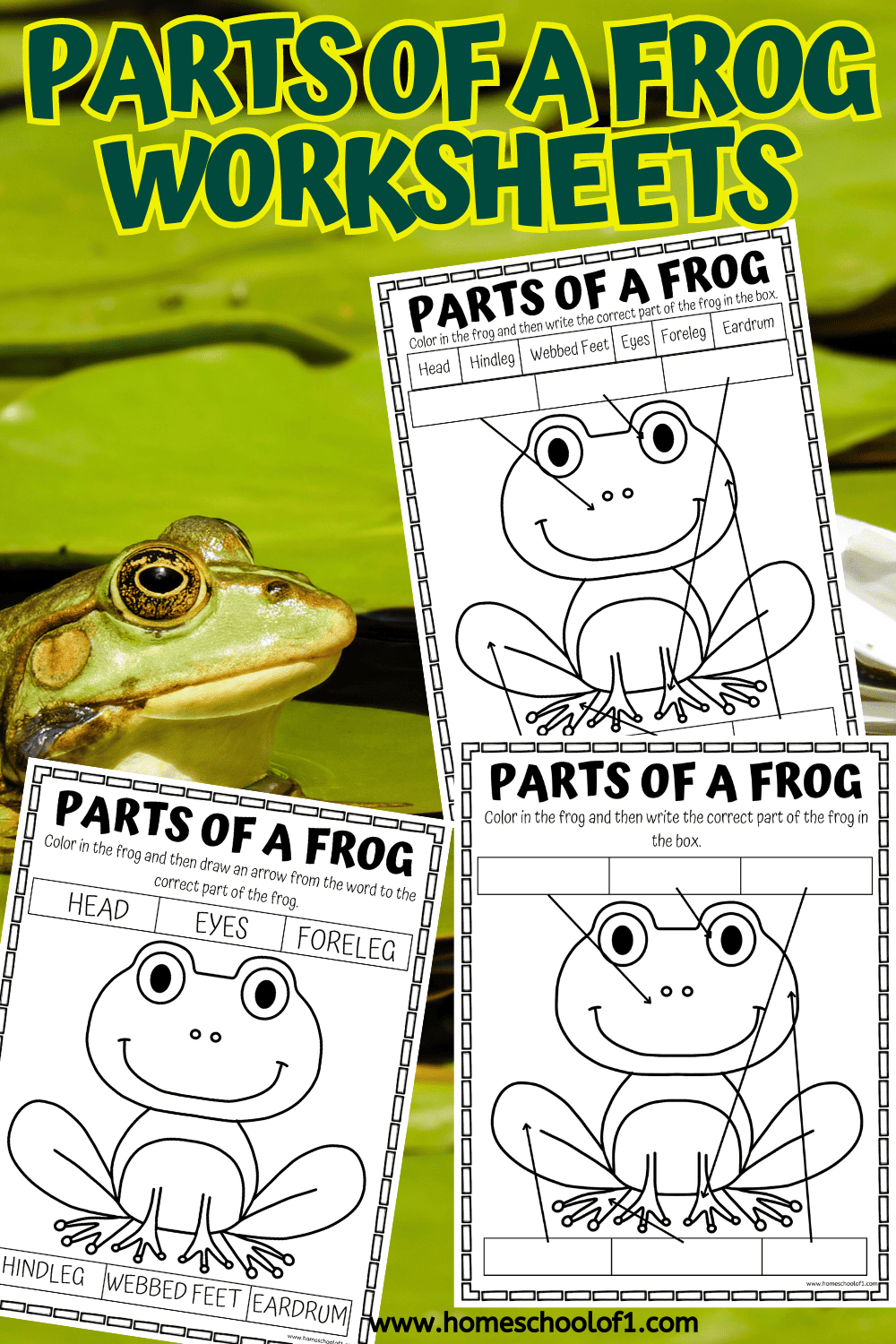 Free Parts of a Frog Worksheet