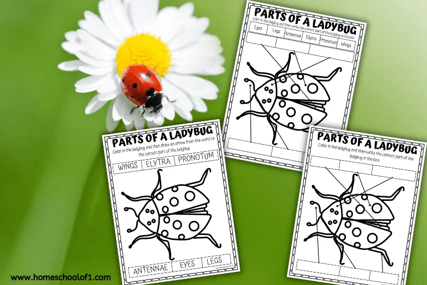 Free Parts of a Ladybug Worksheet