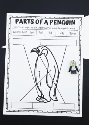 Free Parts of a Penguin Worksheet