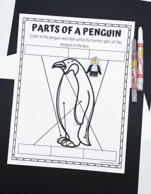 Free Parts of a Penguin Worksheet