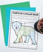 Free Parts of a Polar Bear Worksheet (Label & Color)