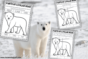 17 Free Polar Bear Activities For Arctic Fun