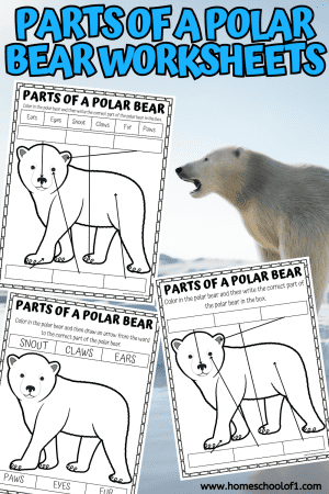 Free Parts of a Polar Bear Worksheet