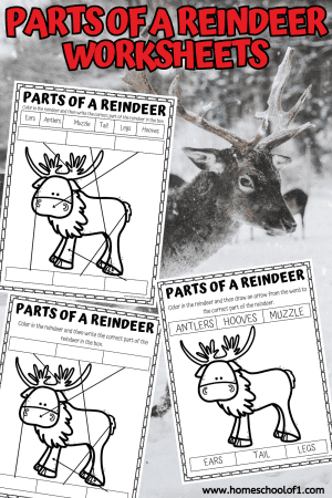 Free Parts of a Reindeer Worksheet