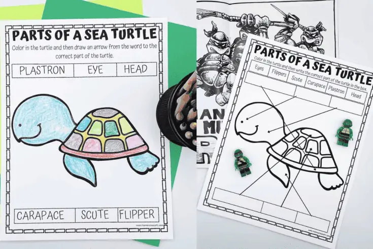 Turtle Activities for Preschoolers with Worksheets and Crafts