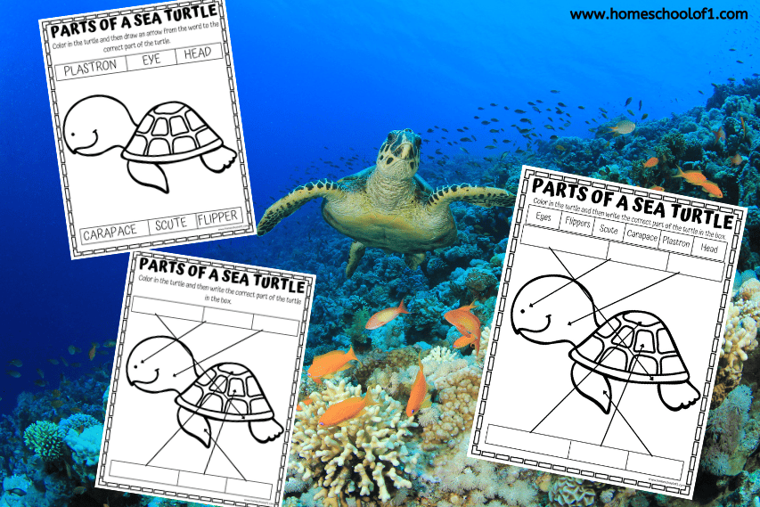Free Parts of a Sea Turtle Worksheet