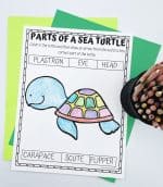 Free Parts of a Sea Turtle Worksheet