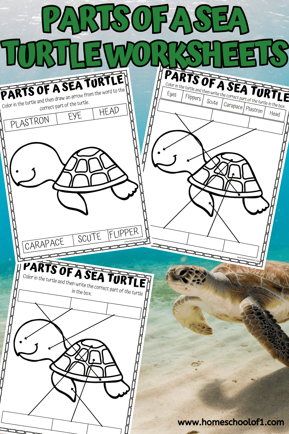 Free Parts of a Sea Turtle Worksheet
