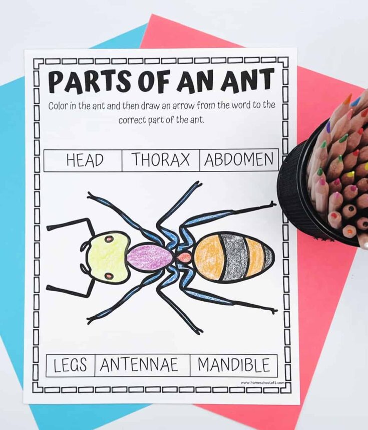 21 Free Animal Anatomy Worksheets for Kids