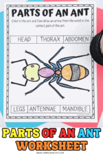Free Parts of an Ant Worksheet