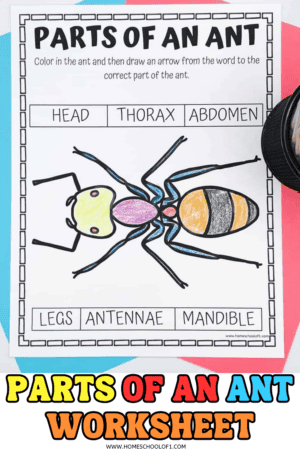 Free Parts of an Ant Worksheet