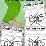 Free Parts of an Ant Worksheet
