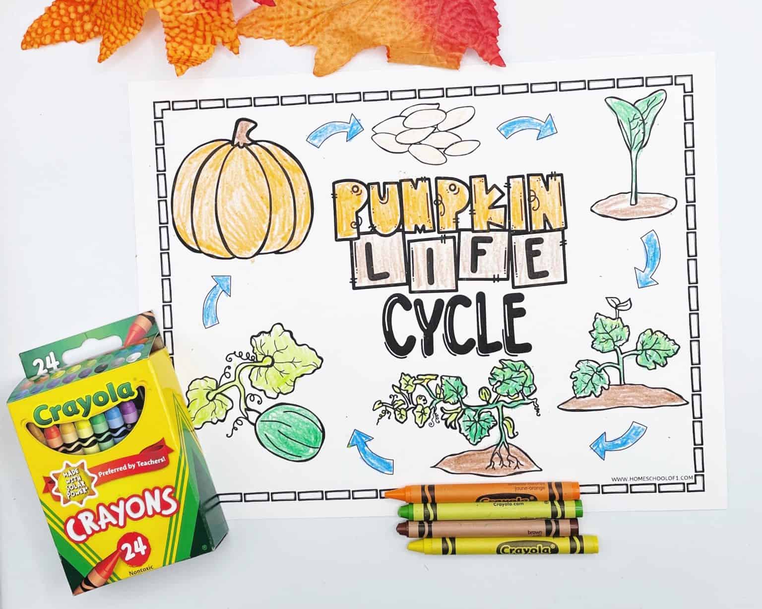 Free Pumpkin Life Cycle Coloring Page