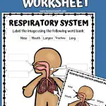 Free Respiratory System Labeling Worksheet